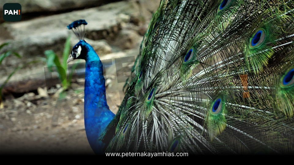 Jual Merak Biru India - Peternak Ayam Hias