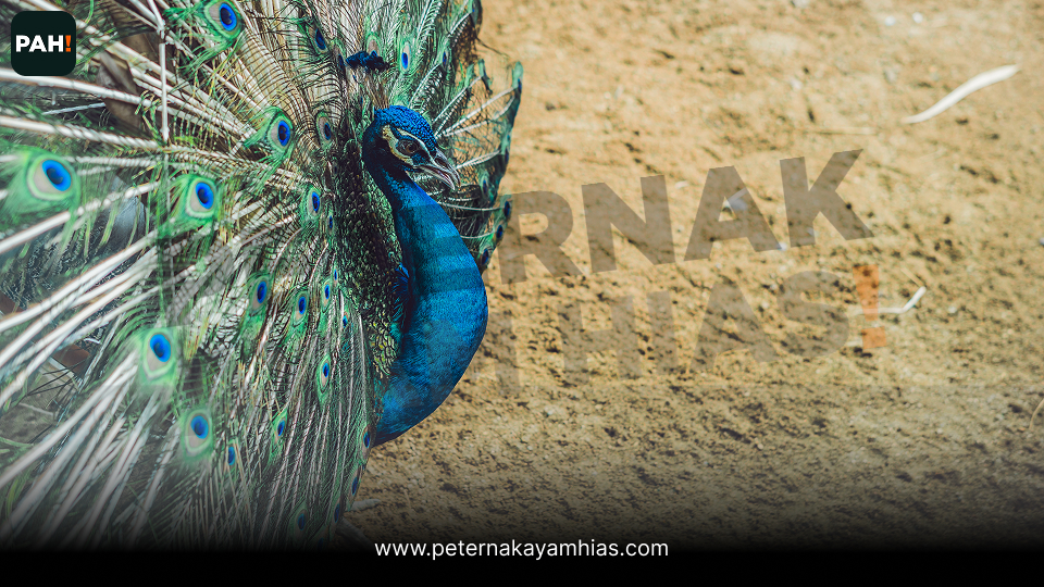 Jual Merak Biru India - Peternak Ayam Hias
