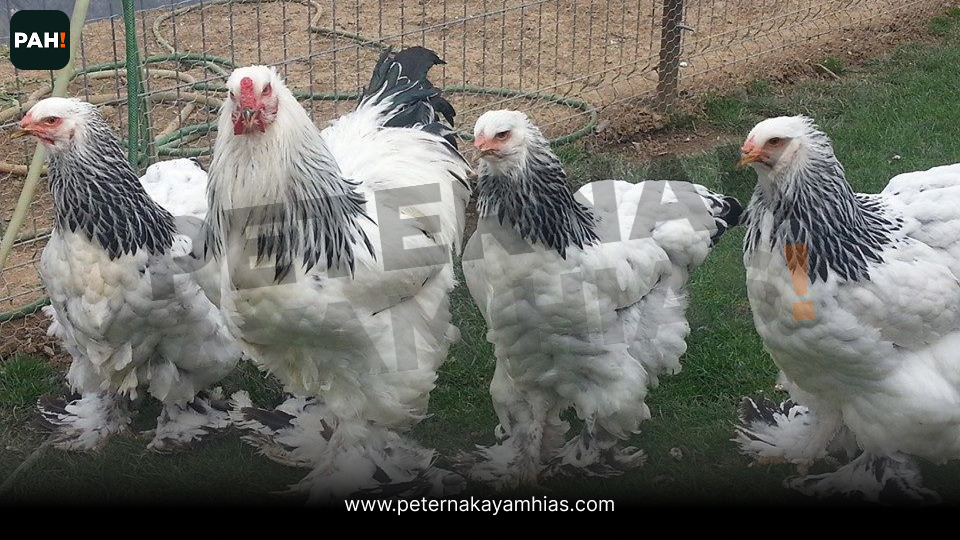 Jual Brahma Light Columbian - Peternak Ayam Hias