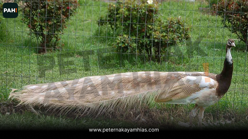 Jual Merak Cameo - Peternak Ayam Hias